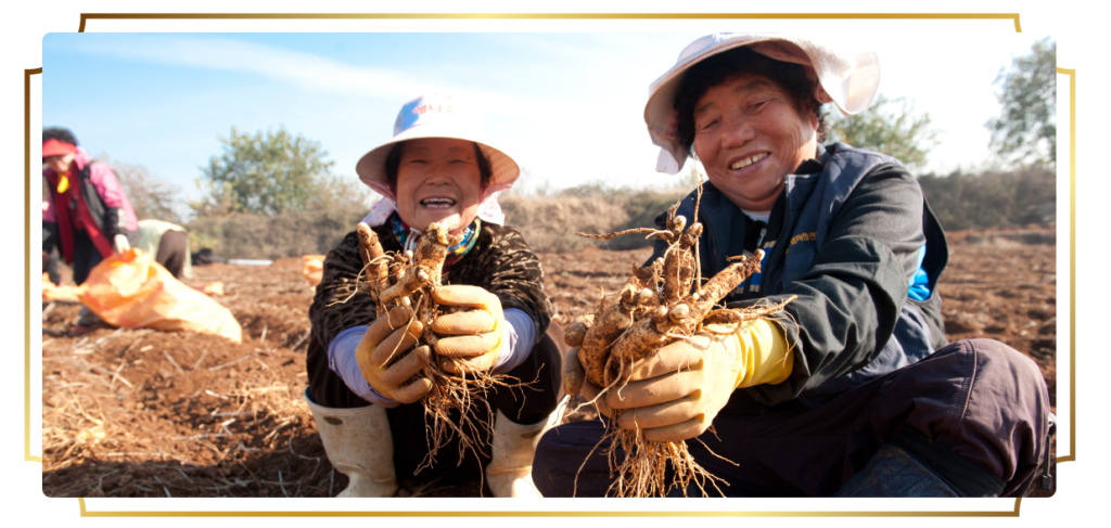 About Us – Nonghyup Red Ginseng Hansamin